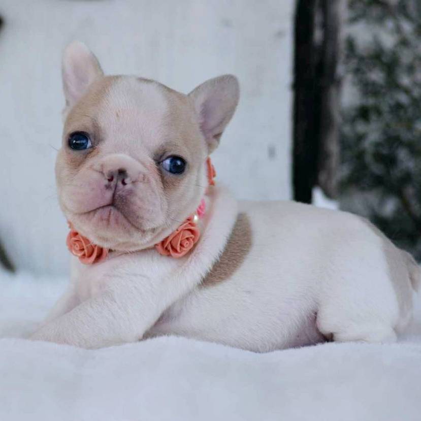 Available Puppies – Sweet Southern Charm French Bulldogs