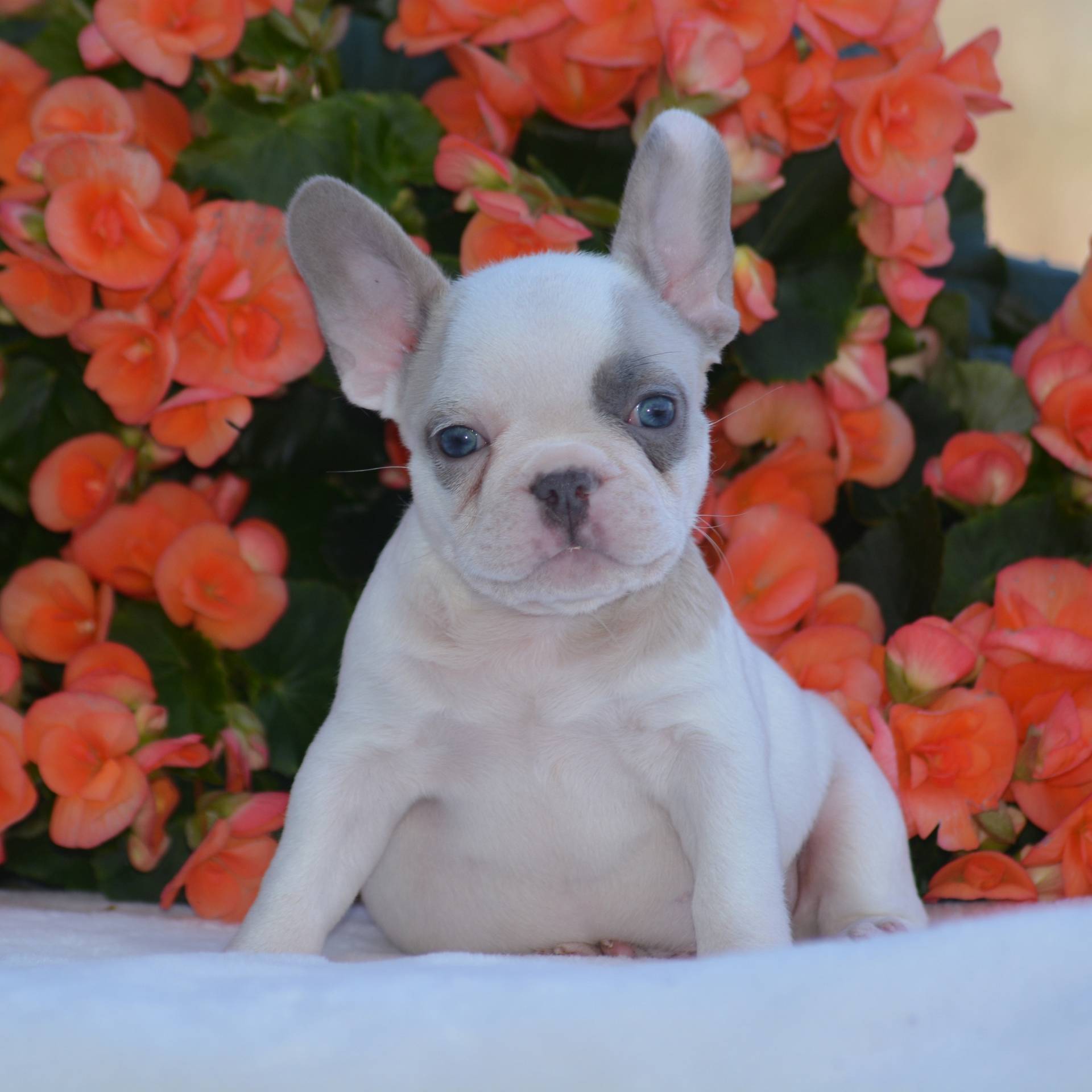 Available Puppies – Sweet Southern Charm French Bulldogs