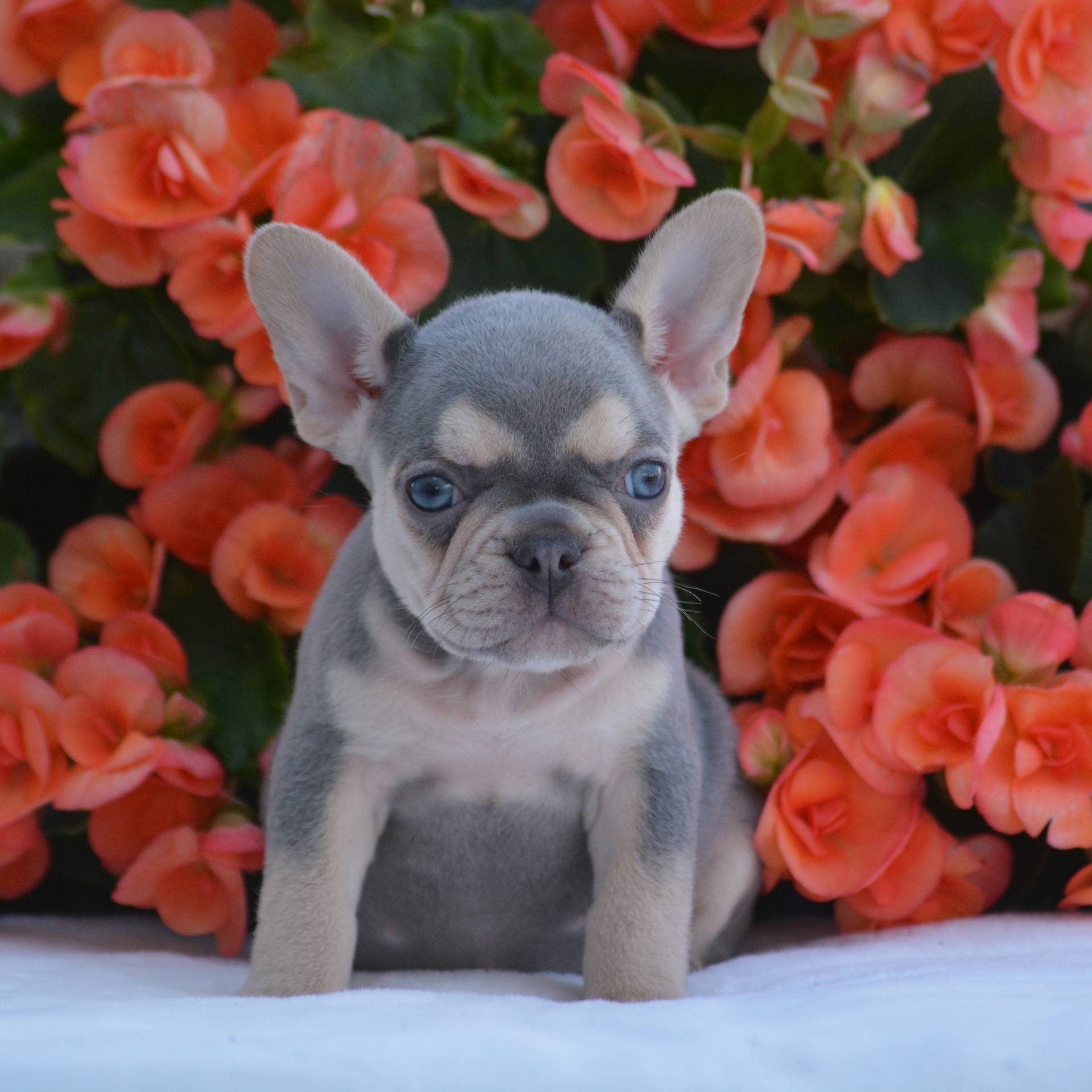 Available Puppies – Sweet Southern Charm French Bulldogs