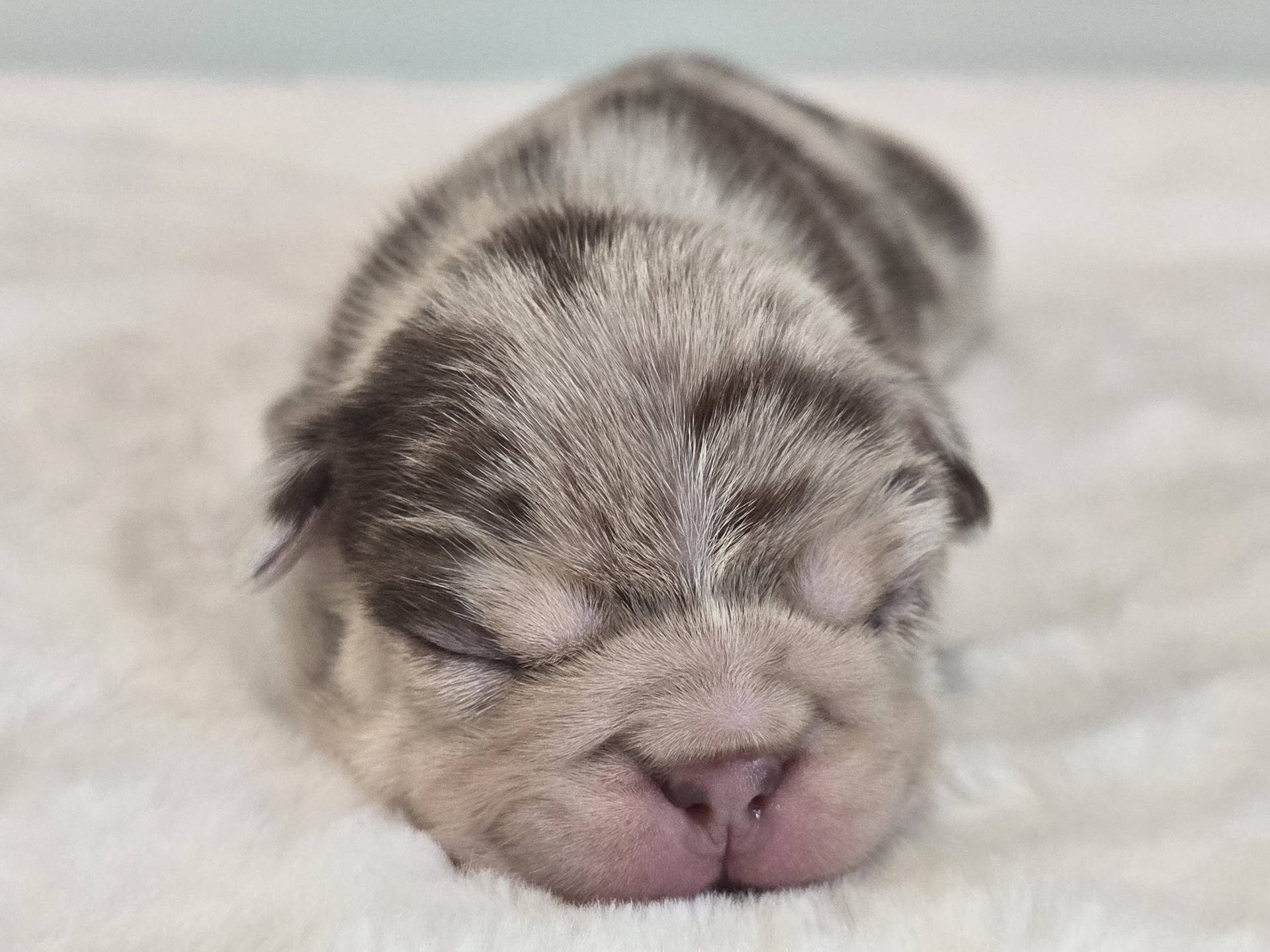 Available Puppies – Sweet Southern Charm French Bulldogs